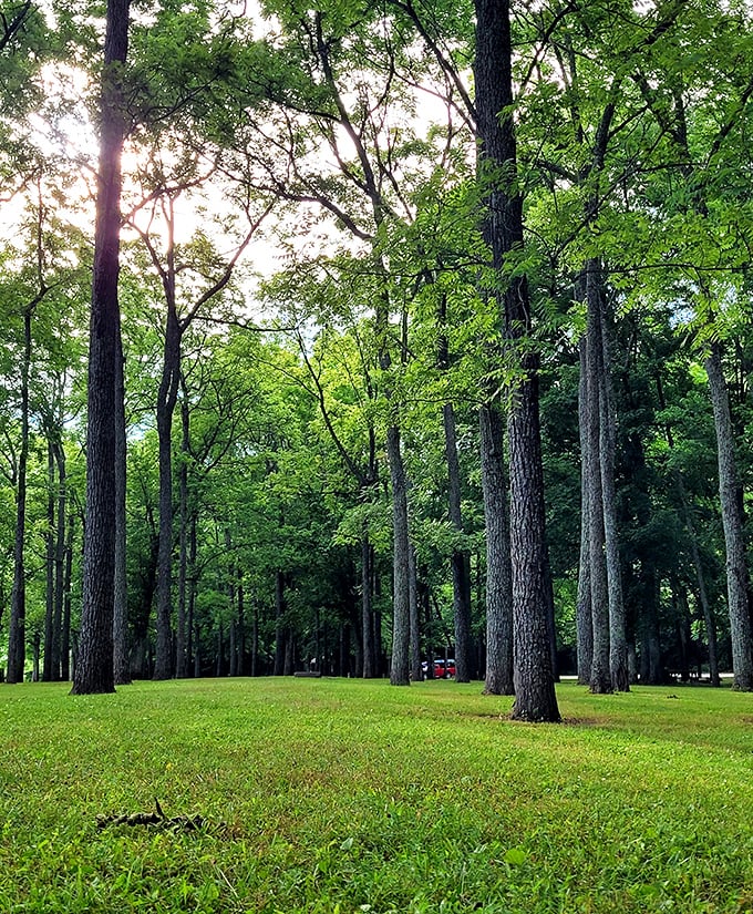 Sunlight plays through the trees at O'Bannon Woods, painting the ground with golden brushstrokes. Art that changes hourly!