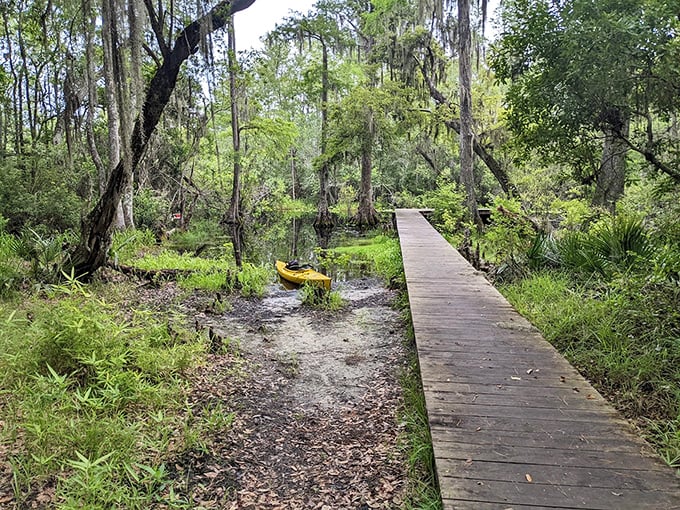 Stephen C. Foster State Park's boardwalk leads you into a primeval world – where the moss hangs like nature's own party decorations.