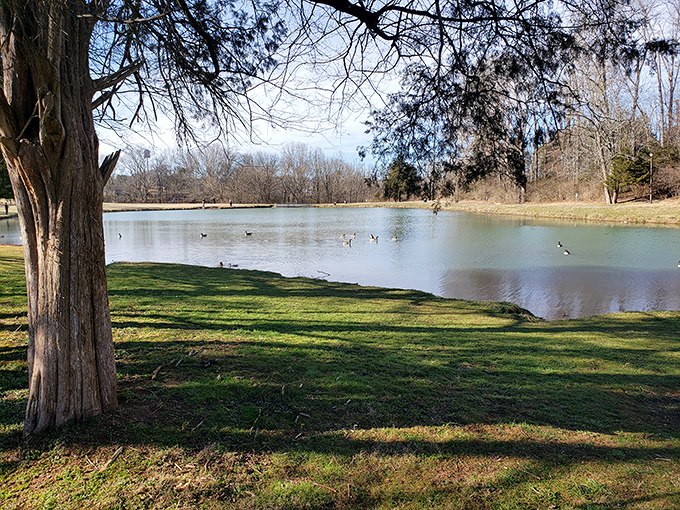 Athens Regional Park offers that perfect blend of serenity and accessibility—nature that doesn't require hiking boots or emergency rescue insurance.