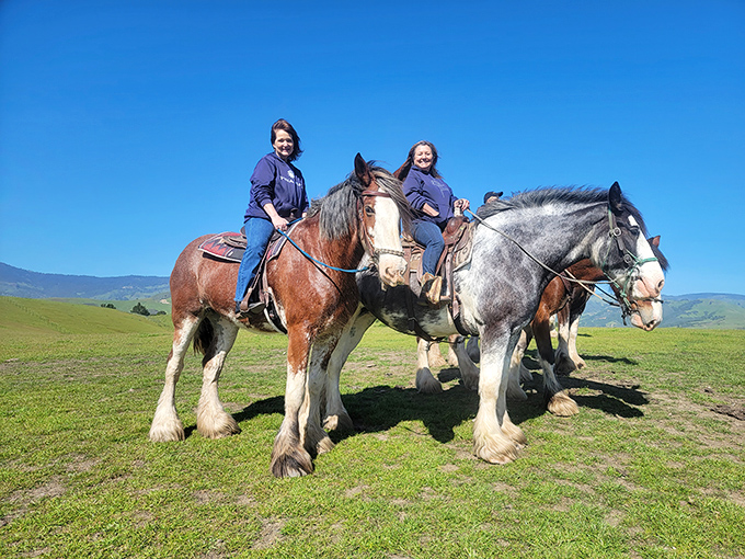 Gentle giants of the equine world offer a different perspective of Cambria's rolling hills—no hiking boots required, just a sense of adventure.