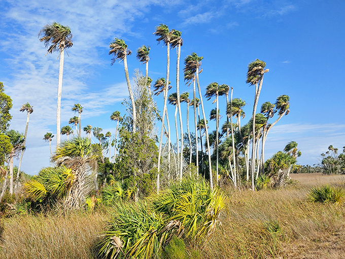 Wind-swept palms create a classic Florida tableau, bending gracefully against the coastal breeze like natural weather vanes.