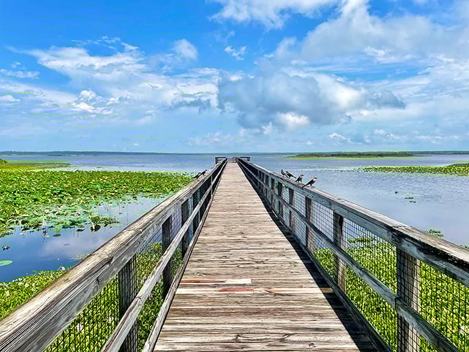 
Paynes Prairie's boardwalk stretches toward the horizon, inviting you into a vast wetland wilderness where alligators and wild horses roam just minutes from town. 