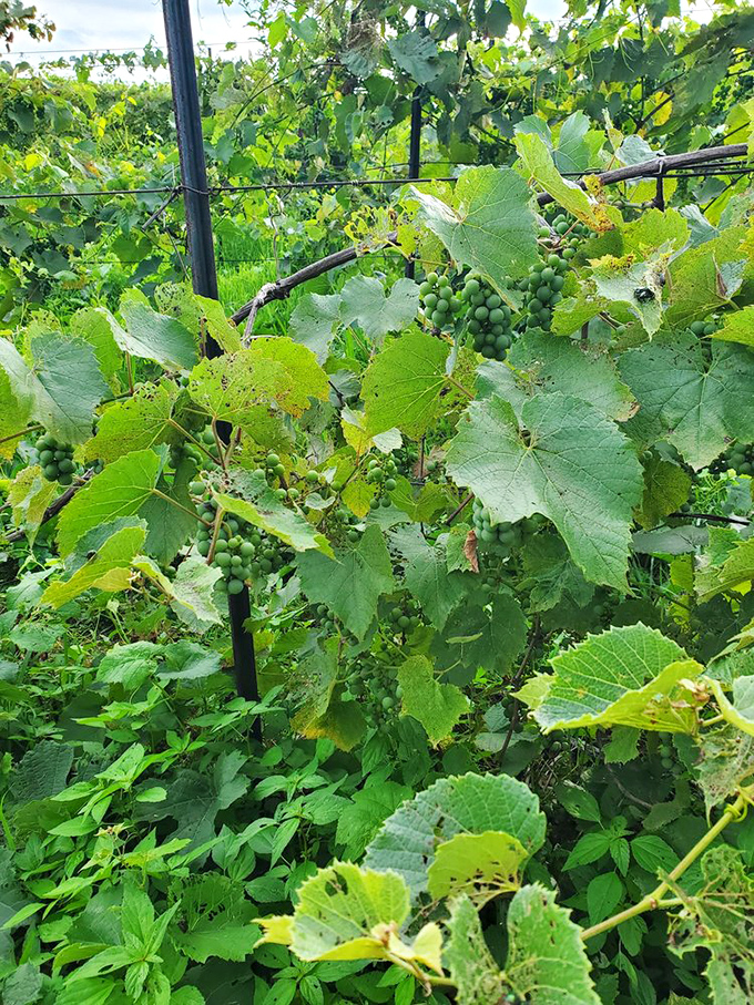 These humble green clusters—future wine stars in the making—soak up Ohio sunshine while vineyard breezes whisper promises of vintages to come.