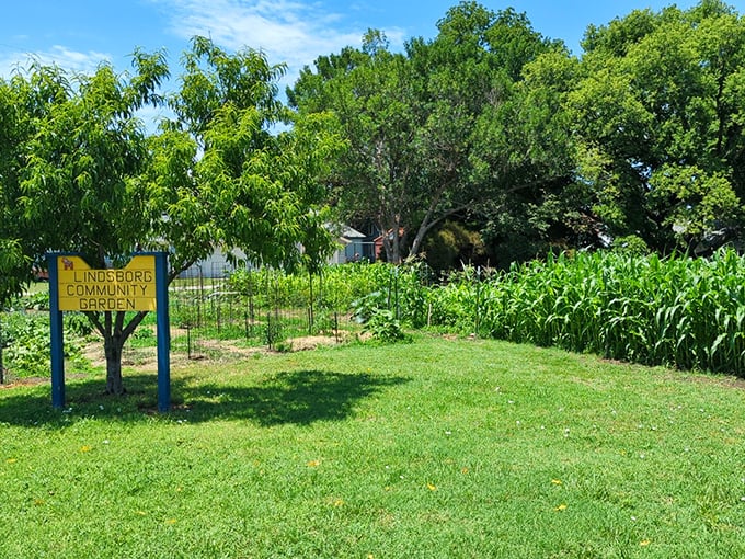 The Lindsborg Community Garden grows more than vegetables—it cultivates connections, proving that good things happen when small-town roots run deep.
