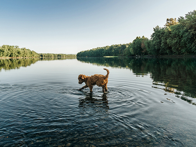 Dogs understand something humans often forget—sometimes just wading into cool water on a warm day is life's greatest luxury.