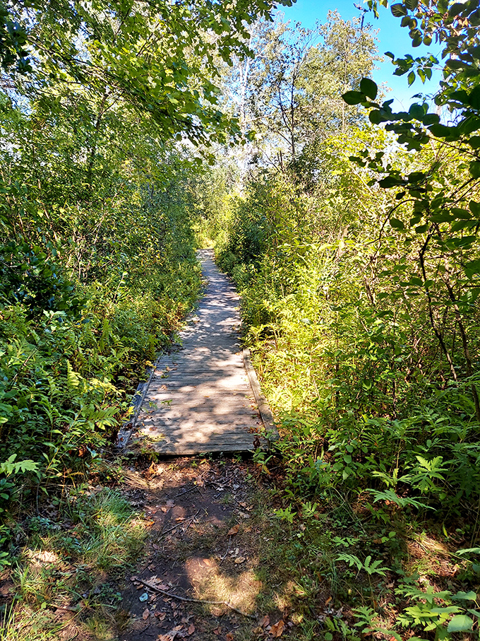 Woodland trails through Pittsfield's conservation areas offer peaceful escapes just minutes from downtown, where stress dissolves faster than an aspirin in hot tea.