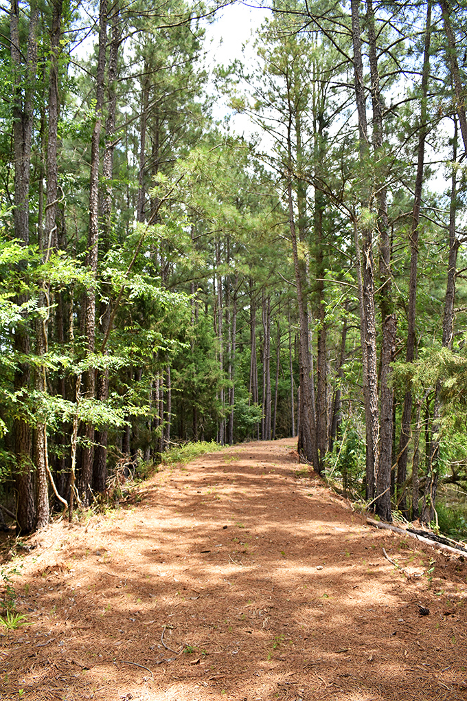 Nature trails wind through pine forests just minutes from downtown, offering a reminder that the best social network has always been outdoors.
