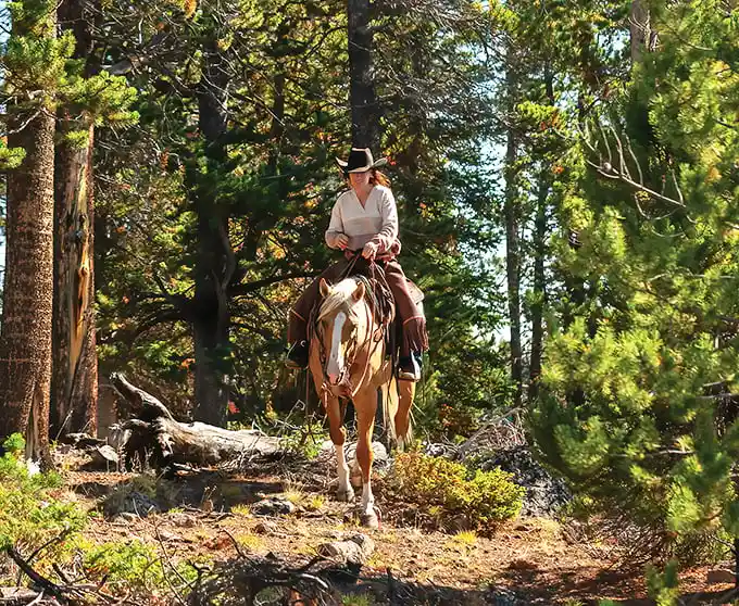 Trail riding through dappled sunlight—where the only notifications you'll receive are from nature herself, delivered on horseback.