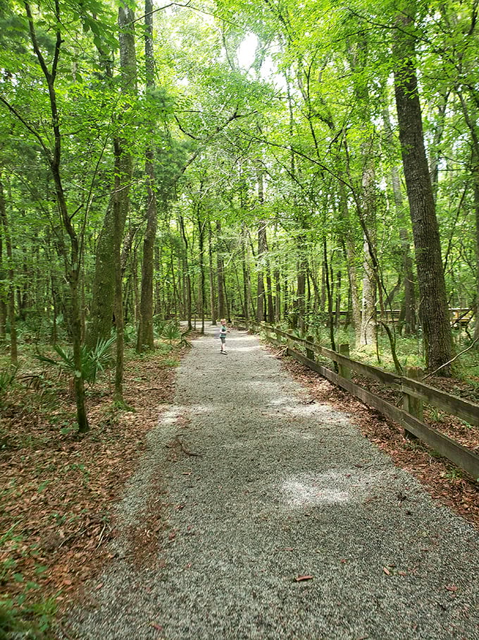 The shaded trail offers respite from Florida's notorious heat – like walking through nature's air conditioning system with photosynthesis as the power source.