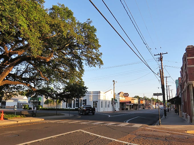 A magnificent oak tree stands sentinel over Abbeville's quiet street corner, its sprawling branches offering shade just as they have for centuries.