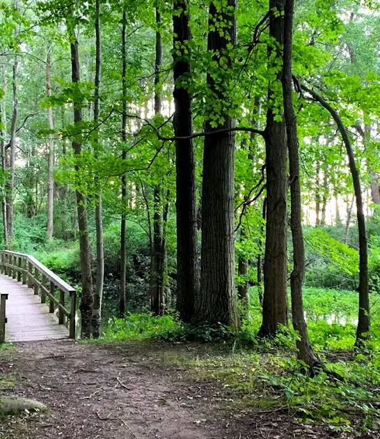new york scenic park ftr
