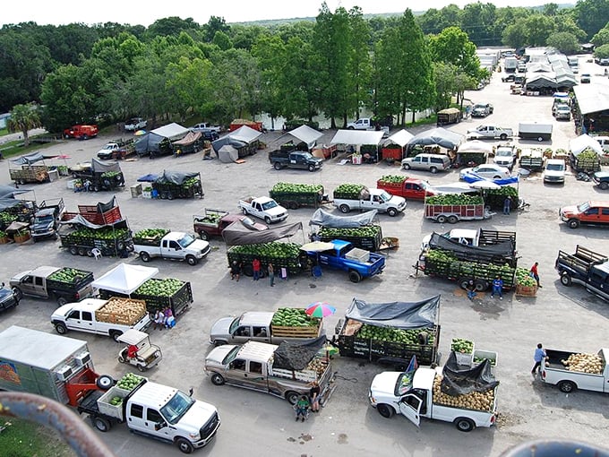 An aerial view reveals the bustling heart of Plant City's market ecosystem—trucks laden with fresh harvests creating a colorful patchwork of agricultural abundance.