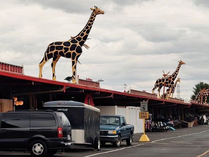 Those iconic giraffes perched atop Traders World's red roofs are like Ohio's version of the Hollywood sign—you know adventure awaits beneath them.