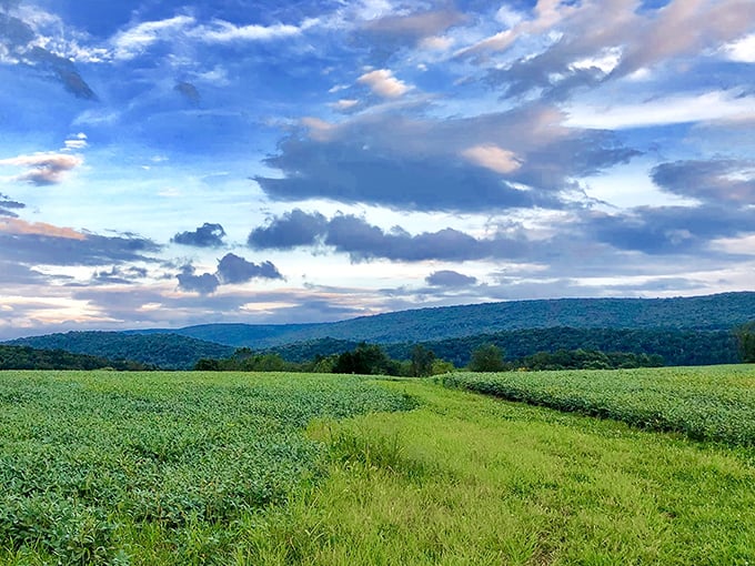 Nature's runway stretches before you at Swatara State Park, where soft sunlight bathes the meadows in a glow worthy of a Bob Ross masterpiece.