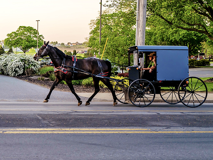 The daily commute in Amish country moves at nature's pace – two horsepower instead of 200, and somehow, you're the one feeling rushed.