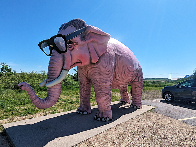 The star of DeForest in all its rosy glory – Wisconsin's most fashionable pachyderm sporting sunglasses that would make Elton John jealous.