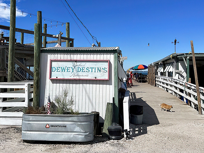 The unassuming entrance to seafood paradise – where the best Florida restaurants often hide behind modest exteriors and weathered white clapboard.
