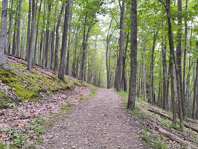 Nature's masterpiece unfolds in Pennsylvania's only national forest, where half a million acres await your discovery.