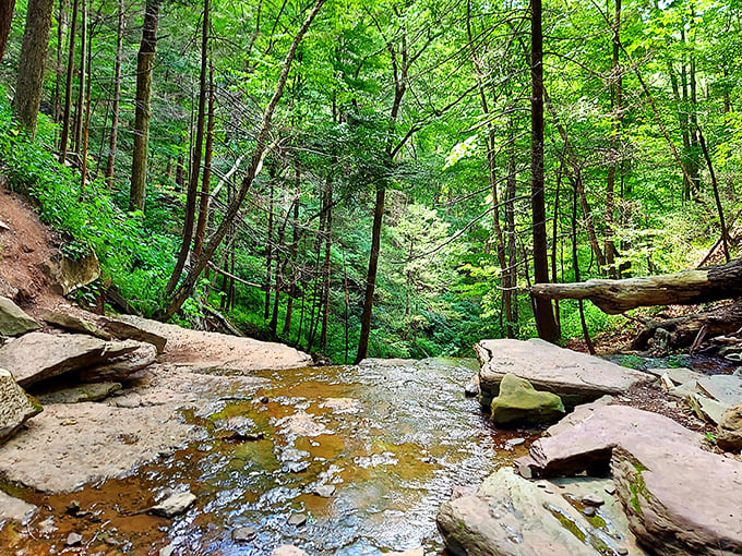 Nature's masterpiece unfolds below you – Pine Creek carving its way through endless green, like an artist who's been working on the same canvas for millions of years.