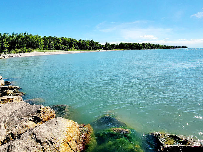Lake Erie stretches out like nature's infinity pool, with that impossible blue meeting the sky. Paradise isn't always tropical—sometimes it's right in northeastern Ohio.