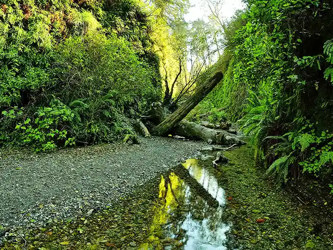 Nature's perfect corridor: towering walls of emerald ferns create a prehistoric passageway that whispers secrets from millions of years ago.