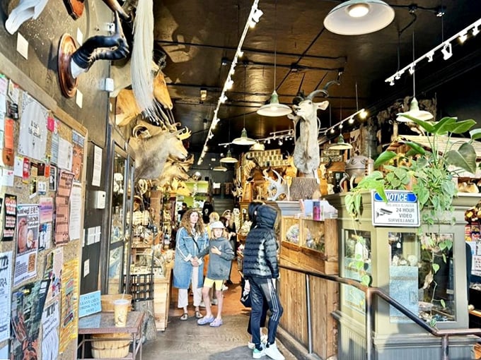 Paxton Gate's unassuming storefront on Valencia Street belies the wonderland of curiosities waiting inside. Natural history meets Victorian whimsy in San Francisco's Mission District.
