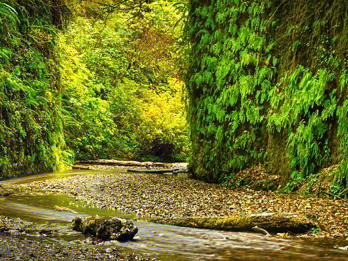 Nature's perfect corridor: towering walls of emerald ferns create a prehistoric passageway that whispers secrets from millions of years ago.