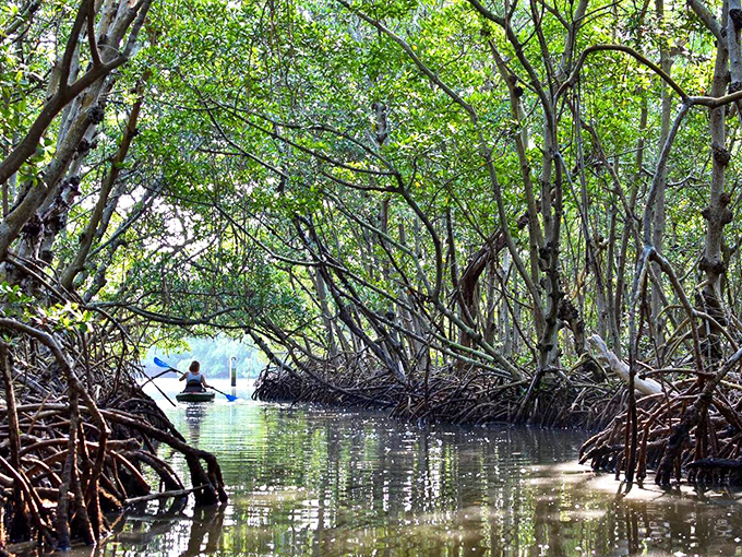 Nature's secret passageway beckons as a kayaker glides through the emerald cathedral of Lido Key's mangrove tunnels. Mother Nature's architecture at its finest.