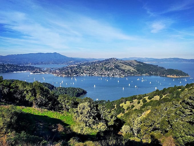 Emerald waters kiss the shoreline of Angel Island, where San Francisco Bay unfolds like nature's IMAX theater, no subscription required.
