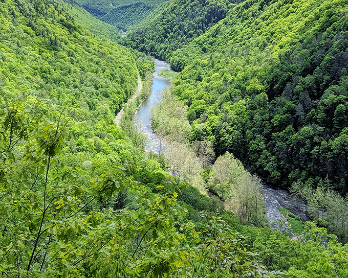 Nature's masterpiece unfolds below you – Pine Creek carving its way through endless green, like an artist who's been working on the same canvas for millions of years.