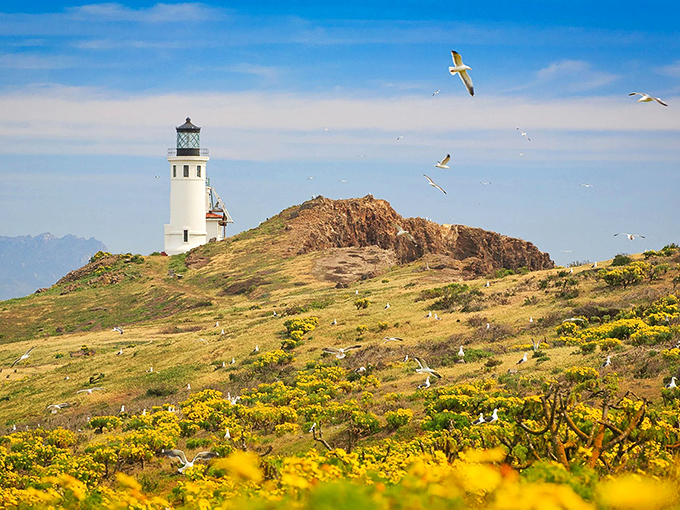 The lighthouse stands sentinel among spring wildflowers, with seabirds soaring overhead like nature's own welcoming committee.