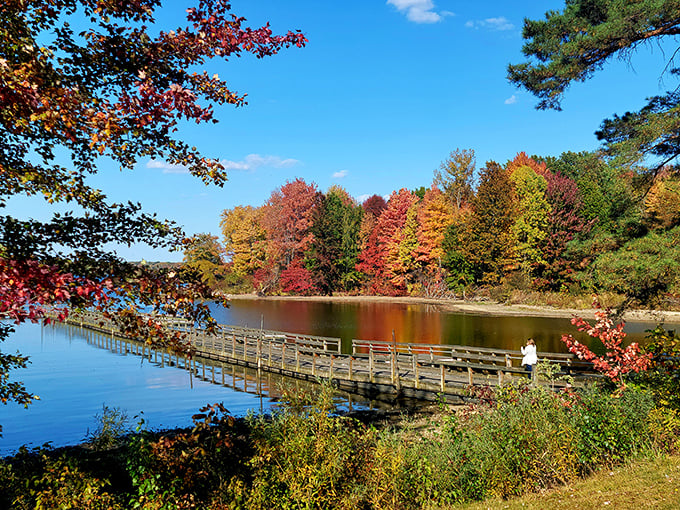 Nature's own masterpiece – a wooden footbridge stretches across Pymatuning's waters, framed by autumn foliage that would make Bob Ross reach for his palette.