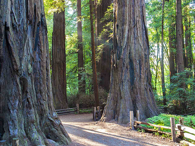 Ancient sentinels stand guard along the trail, their massive trunks creating nature's own cathedral. Walking between them feels like stepping into another world entirely. 