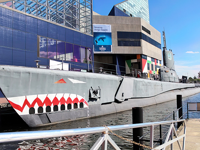 The USS Torsk greets visitors with its fierce shark-mouth paint job – a not-so-subtle reminder that this predator once hunted enemy ships beneath the waves.