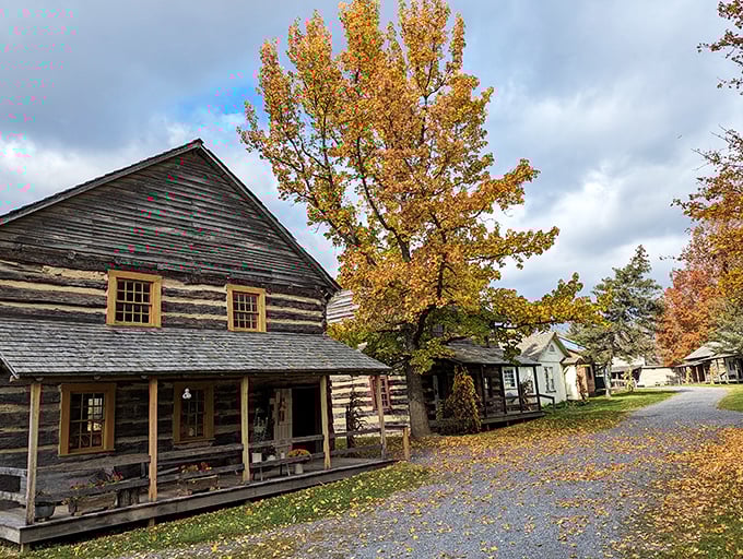 Fall foliage frames these historic log cabins perfectly, creating a scene that Instagram filters desperately try to replicate but never quite capture.