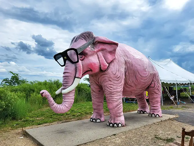 The star of DeForest in all its rosy glory – Wisconsin's most fashionable pachyderm sporting sunglasses that would make Elton John jealous.