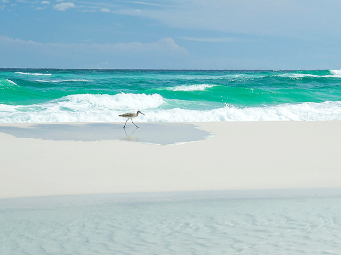 Where emerald meets ivory: A lone shorebird conducting its morning beach inspection against a backdrop that looks suspiciously like my computer screensaver come to life.
