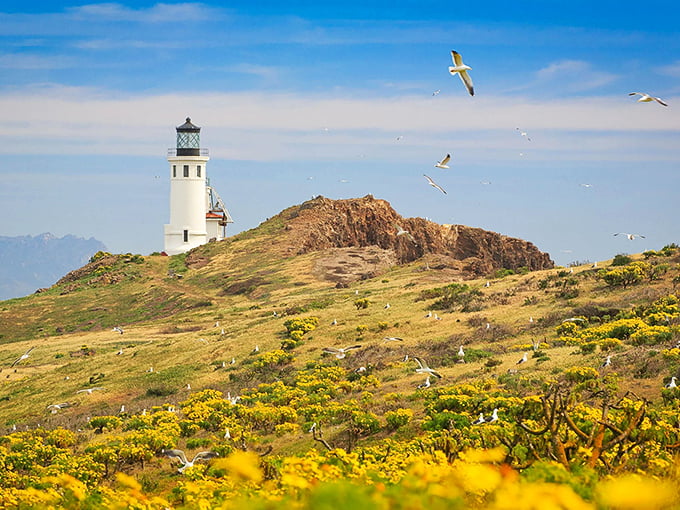 The lighthouse stands sentinel among spring wildflowers, with seabirds soaring overhead like nature's own welcoming committee.