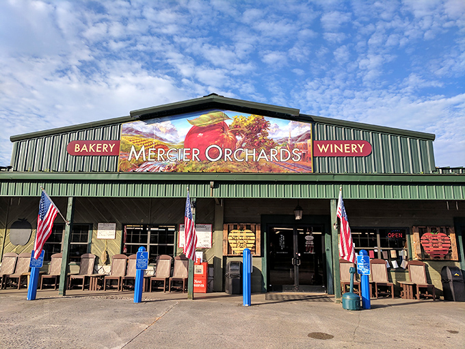 Mercier Orchards sprawls across 300 acres of North Georgia paradise, where rows of fruit trees meet mountain vistas in a symphony of agricultural bliss.
