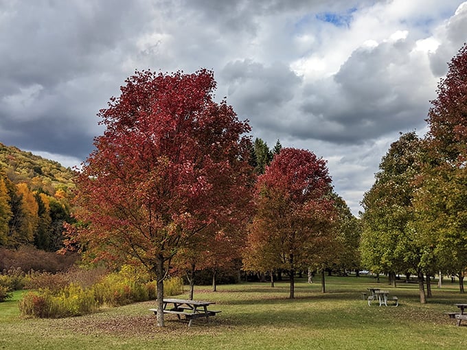 Fall's fiery display at Bendigo creates nature's perfect postcard. Those picnic tables aren't just sitting there – they're waiting for your sandwich masterpiece.
