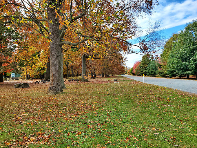 Nature's perfect corridor beckons with a canopy of green. This tranquil trail at Bellevue invites you to leave your worries—and possibly your cell reception—behind.