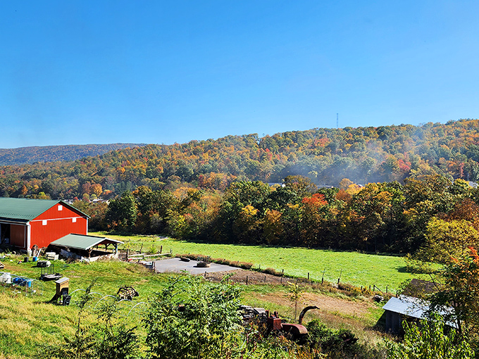 Mother Nature's annual fashion show is best viewed from the rails. Those red barns aren't blushing—they're just trying to compete with autumn's wardrobe.