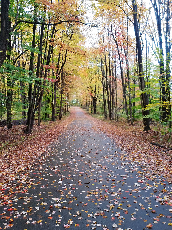 Nature's cathedral – walking this leaf-strewn path in autumn feels like strolling through stained glass windows made of maple and oak.