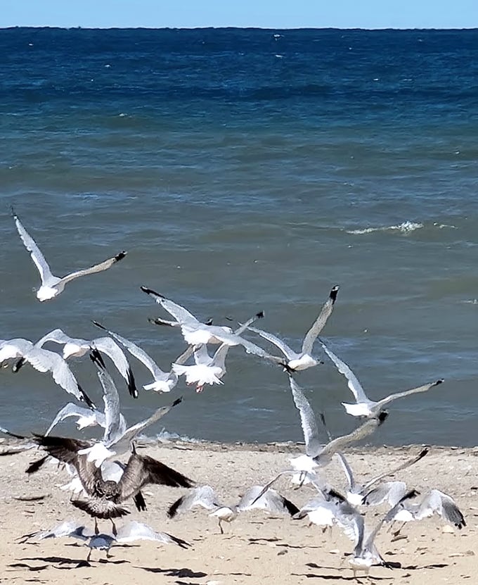 Lake Erie's welcoming committee takes flight—these gulls aren't just birds, they're the unofficial greeters of Breakwater Beach.
