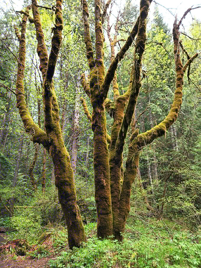Oregon's moss-covered trees stand like green-bearded sentinels. These forest elders have been perfecting their look for centuries.