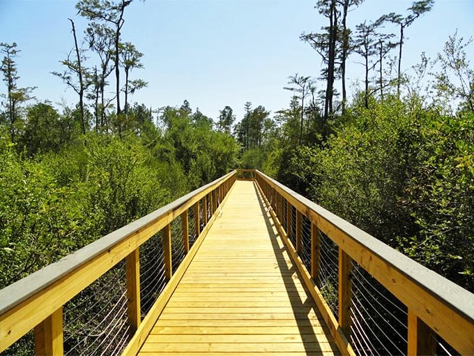 Conservation Park's boardwalks invite leisurely strolls through cypress forests—like walking through a Florida postcard without the postage.