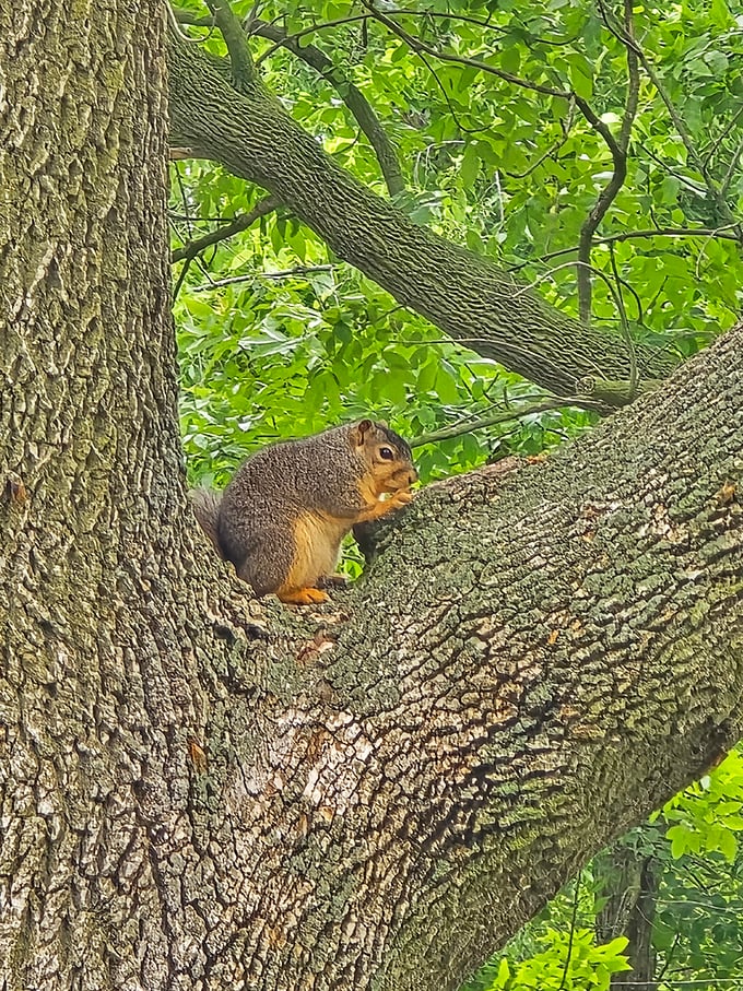 Meet the real landlord of Sangchris Park. This eastern fox squirrel isn't just posing—he's calculating how many acorns you might be hiding in that backpack.