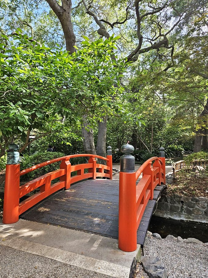 The vermillion bridge in the Japanese Garden doesn't just connect two shores—it transports you to Kyoto without the jet lag or passport stamps.