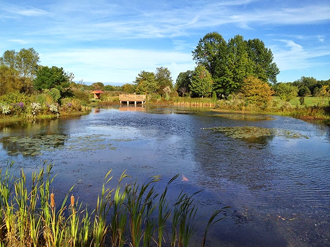 Nature's mirror reflects a perfect Ohio sky, where wooden boardwalks invite contemplative strolls through Conneaut's peaceful wetlands.