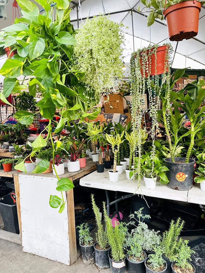 Garden centers wish they had this selection of plants at prices this refreshingly reasonable. 